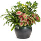 Heart to Heart® Flatter Me Caladium | Plant Addicts