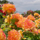 Fiesta Veranda® Rose | Plant Addicts