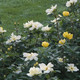 Knock Out® Sunny Rose Tree | Plant Addicts