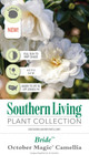 October Magic Bride Camellia | PlantAddicts.com