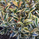 Romeo Cleyera | PlantAddicts.com