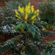 Marvel Mahonia | PlantAddicts.com