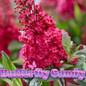 Li'l Raspberry™ Butterfly Bush | Plant Addicts