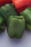 Better Belle II Pepper | Plant Addicts