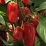 Sweet Heat Pepper | Plant Addicts