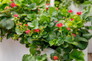 Berried Treasure Red Strawberry | Plant Addicts