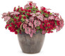 Superbells® Double Ruby Calibrachoa | Plant Addicts
