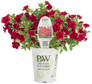 Superbells® Double Ruby Calibrachoa | Plant Addicts