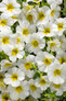 Superbells® Over Easy Calibrachoa | Plant Addicts