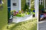 Superbells® Over Easy Calibrachoa | Plant Addicts