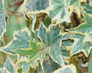 Proven Accents® Yellow Ripple Ivy | Plant Addicts