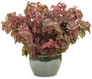 Hippo® Rose Polka Dot Plant | Plant Addicts