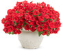 Supertunia® Really Red Petunia | Plant Addicts