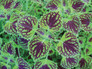 ColorBlaze® Chocolate Drop Coleus | Plant Addicts