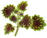 ColorBlaze® Chocolate Drop Coleus | Plant Addicts