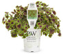 ColorBlaze® Chocolate Drop Coleus | Plant Addicts