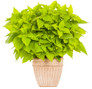 ColorBlaze® Lime Time® Coleus | Plant Addicts