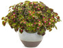ColorBlaze® Strawberry Drop Coleus | Plant Addicts