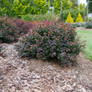 Sunjoy Todo® Barberry | Plant Addicts