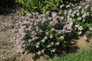 Baby Kim® Lilac | Plant Addicts