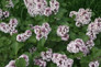 Baby Kim® Lilac | Plant Addicts