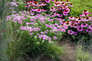 Firefly Amethyst Yarrow | Plant Addicts