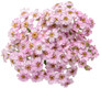 Firefly Amethyst Yarrow | Plant Addicts