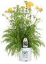 Firefly Peach Sky Yarrow | Plant Addicts