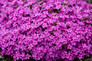 Spring Bling Ruby Riot Phlox | Plant Addicts
