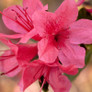 Autumn Cheer Encore Azalea | PlantAddicts.com
