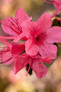Autumn Cheer Encore Azalea | PlantAddicts.com
