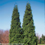 Spring Grove® Arborvitae | Plant Addicts