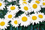 Snowcap Shasta Daisy | Plant Addicts