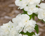 Snow White™ Mockorange | Plant Addicts
