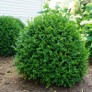 NewGen Independence® Boxwood | Plant Addicts