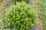 Strongbox Inkberry Holly | Shop - Care - Info |Plant Addicts