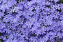 Violet Pinwheels Creeping Phlox | Plant Addicts