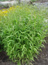 Northern Sea Oats Grass | Plant Addicts