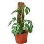Mini Monstera | Plant Addicts