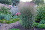 Prairie Winds® Apache Rose Switch Grass | Plant Addicts