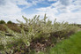 Jade Parade® Sand Cherry | Plant Addicts