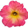 Supertunia® Persimmon Petunia | Plant Addicts