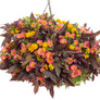 Supertunia® Persimmon Petunia | Plant Addicts