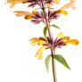 Meant to Bee™ Queen Nectarine Anise Hyssop | Plant Addicts
