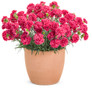 Fruit Punch® Raspberry Ruffles Pinks Dianthus | Plant Addicts