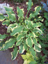 Shadowland® Wheee Hosta | Plant Addicts