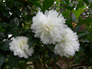 October Magic Ivory Camellia | PlantAddicts.com
