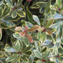 Juliet Cleyera | PlantAddicts.com