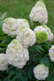 Tara Hydrangea | PlantAddicts.com