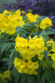 Lydia Tecoma | PlantAddicts.com